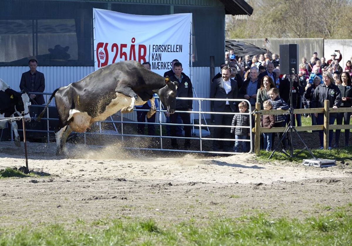 Køerne er klar til økodag - Danish Crown