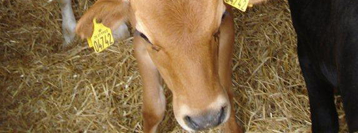 DC Beef sænker formkrav - Danish Crown