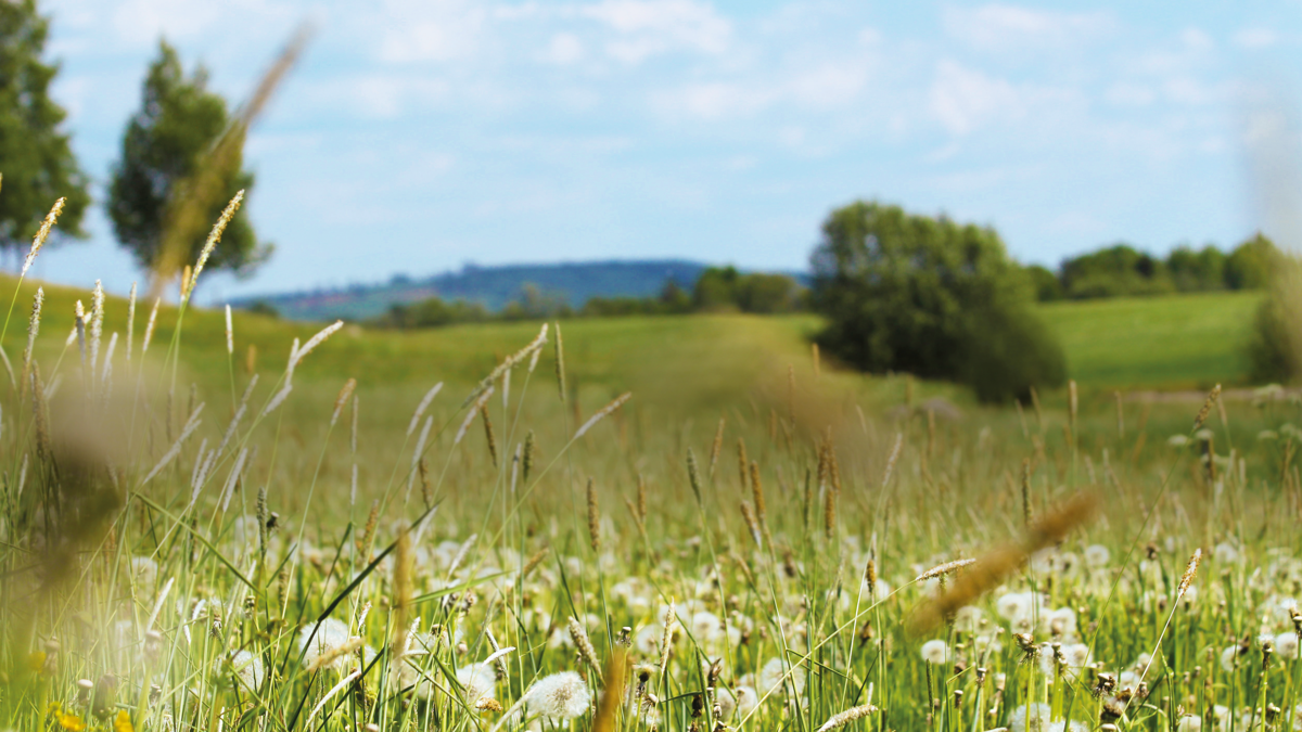 Stärkung der Biodiversität bei Friland-Produzenten - Danish Crown