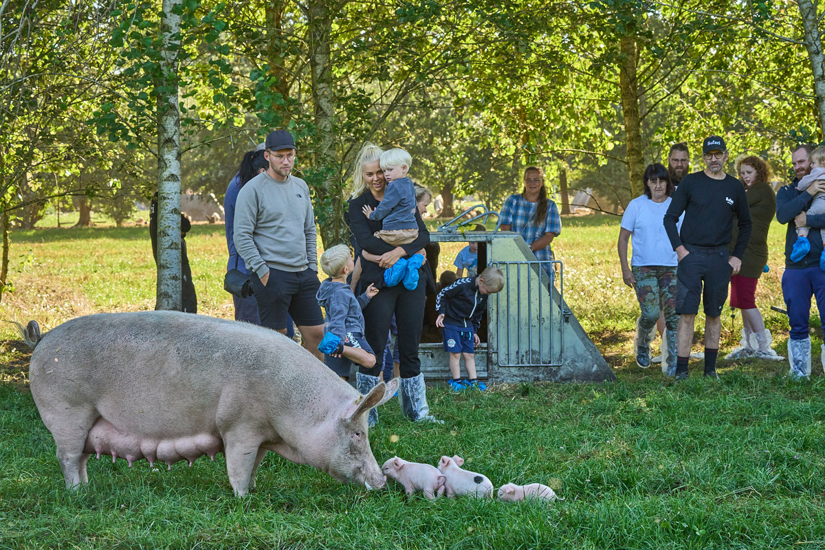 Søde grise og Sofari på solskinssøndag - Danish Crown