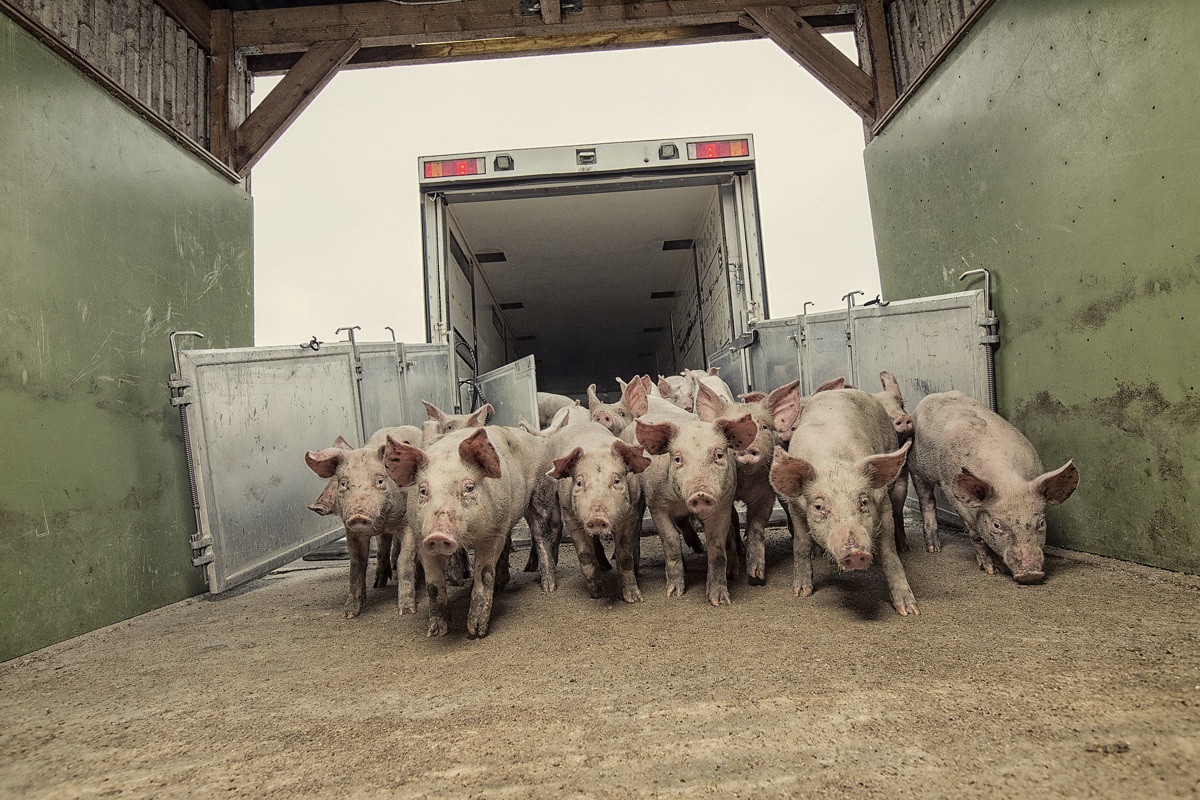 VikingDanmark og SPF-Danmark køber Kolding Eksport Center - Andelsejere ...