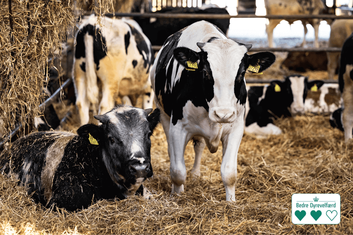 Benessere animale soggetto al controllo statale - Danish Crown