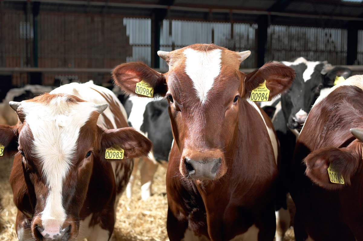 Positiv justering af noteringen for kalvekød og magert oksekød - Danish ...