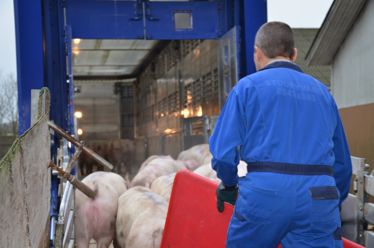 Beskyt svin til udlevering mod kulde og frost - Danish Crown