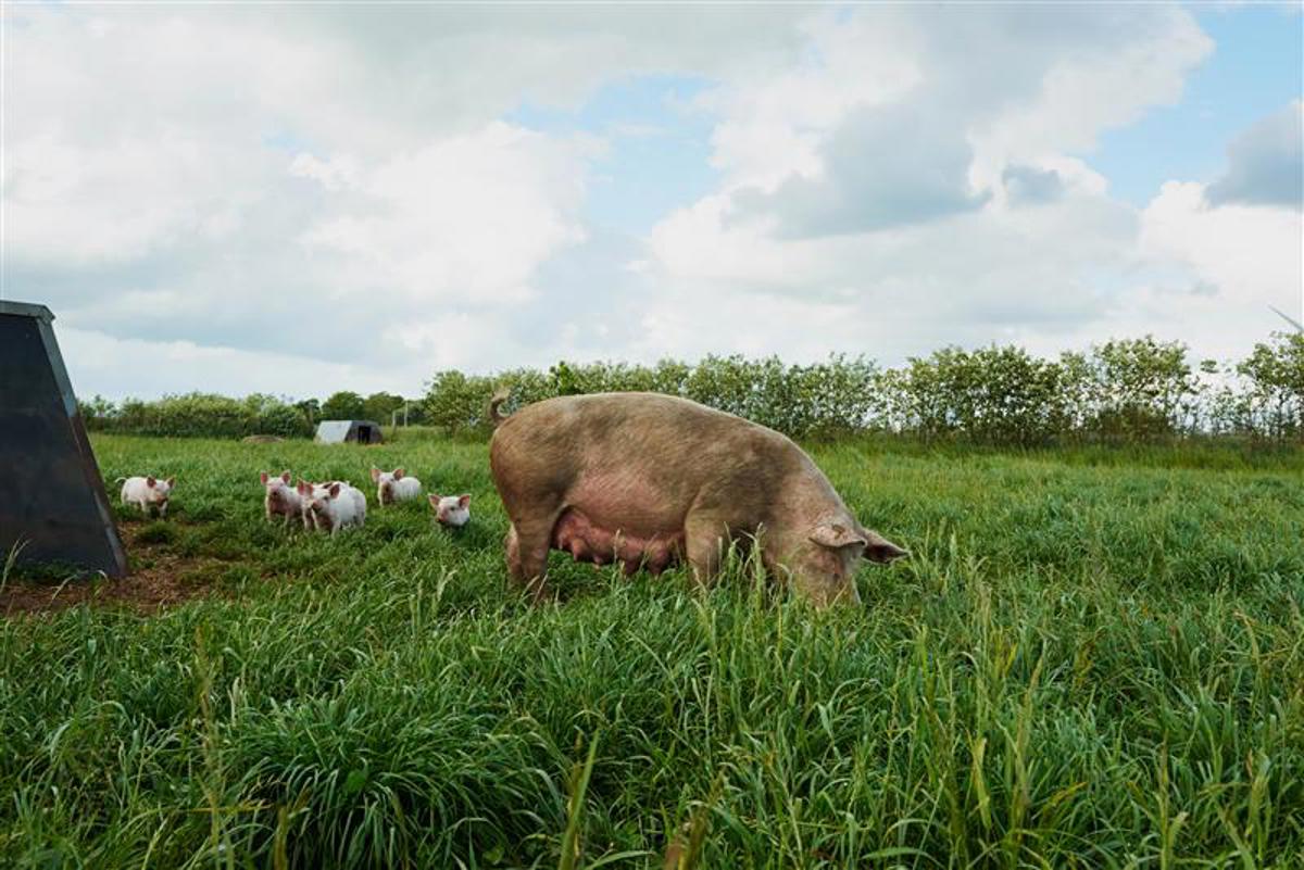 Friland runder milliarden – nu skal værdien fastholdes - Danish Crown