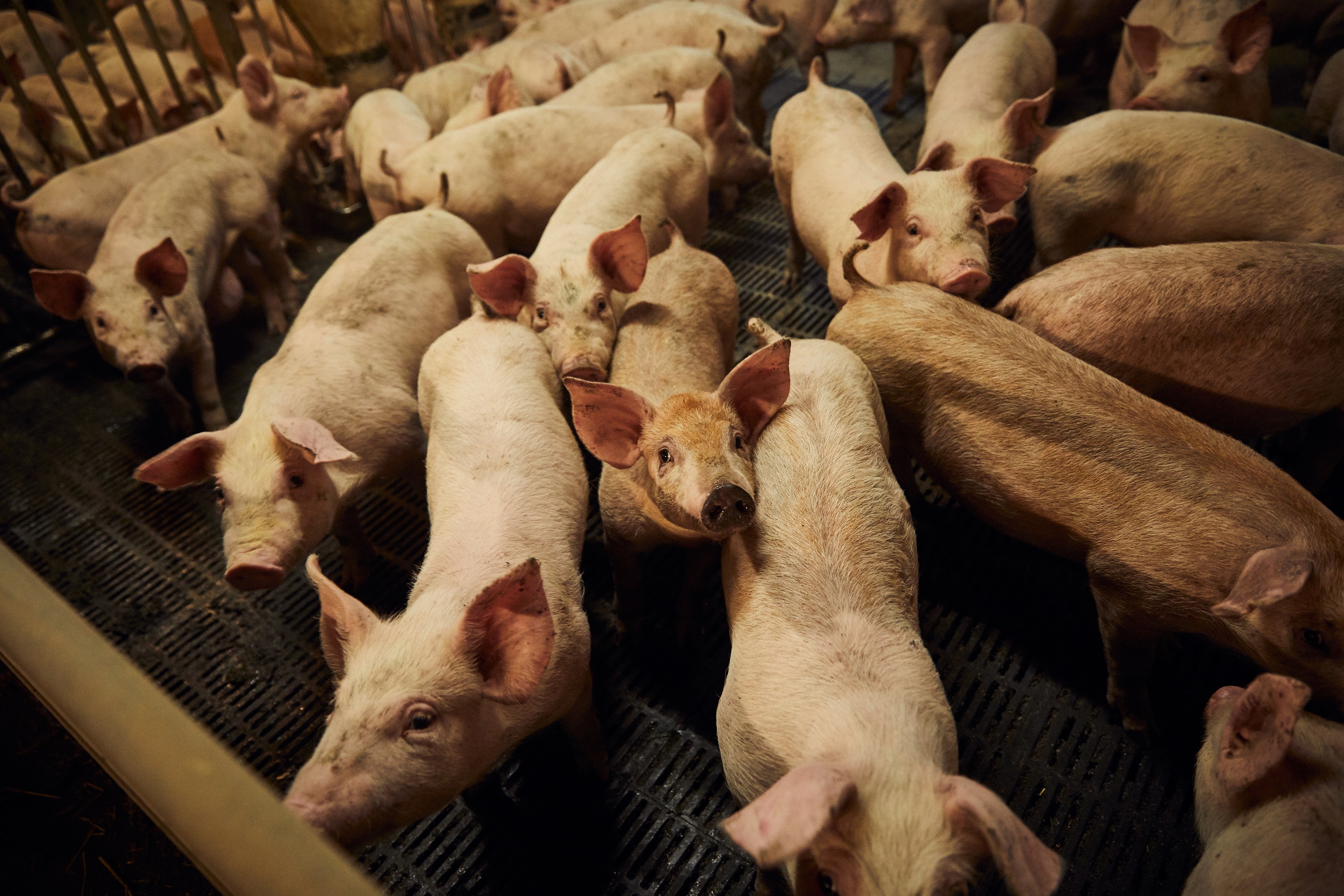 DLG, Danish Crown og 20 landmænd vil forny andelstanken i pilotprojekt ...