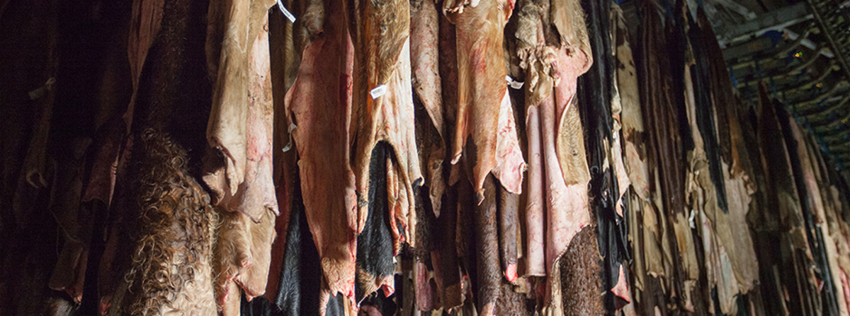 Scan-Hide får ny direktør - Danish Crown