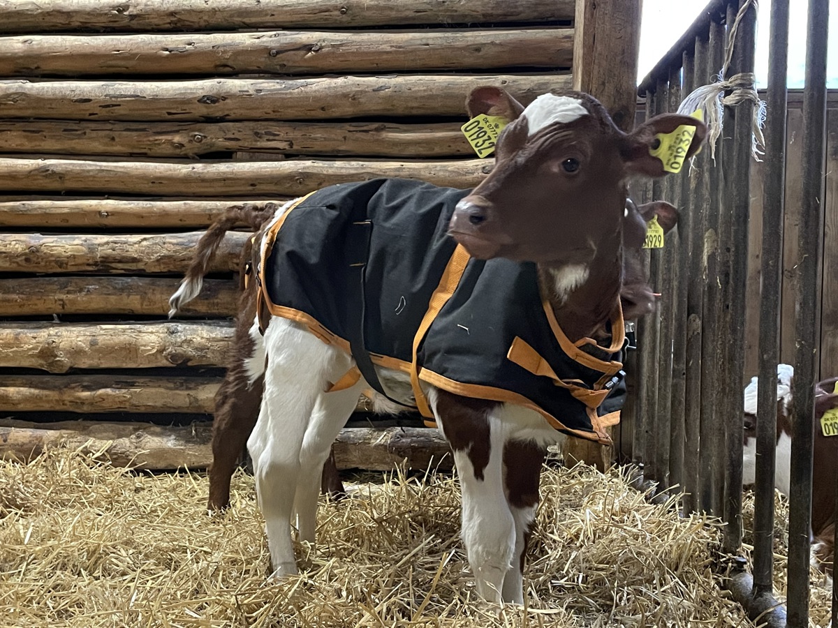 Lene og Lars holder kalvene varme med dækken om vinteren - Danish Crown