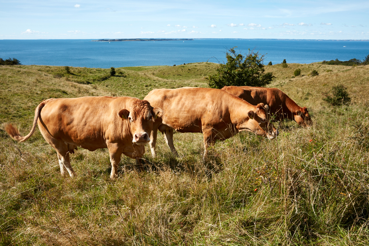 Friland og Danish Crown Beef slår kødkvægskoncepter sammen - Danish Crown