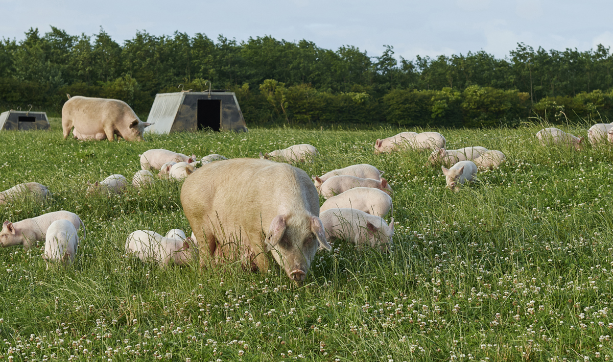 Friland indgår stort samarbejde med Coop - Danish Crown