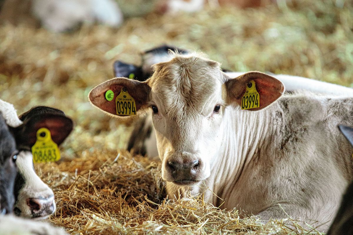Danish Crown Beef satser på 100.000 danske kalve - Andelsejere - Danish ...
