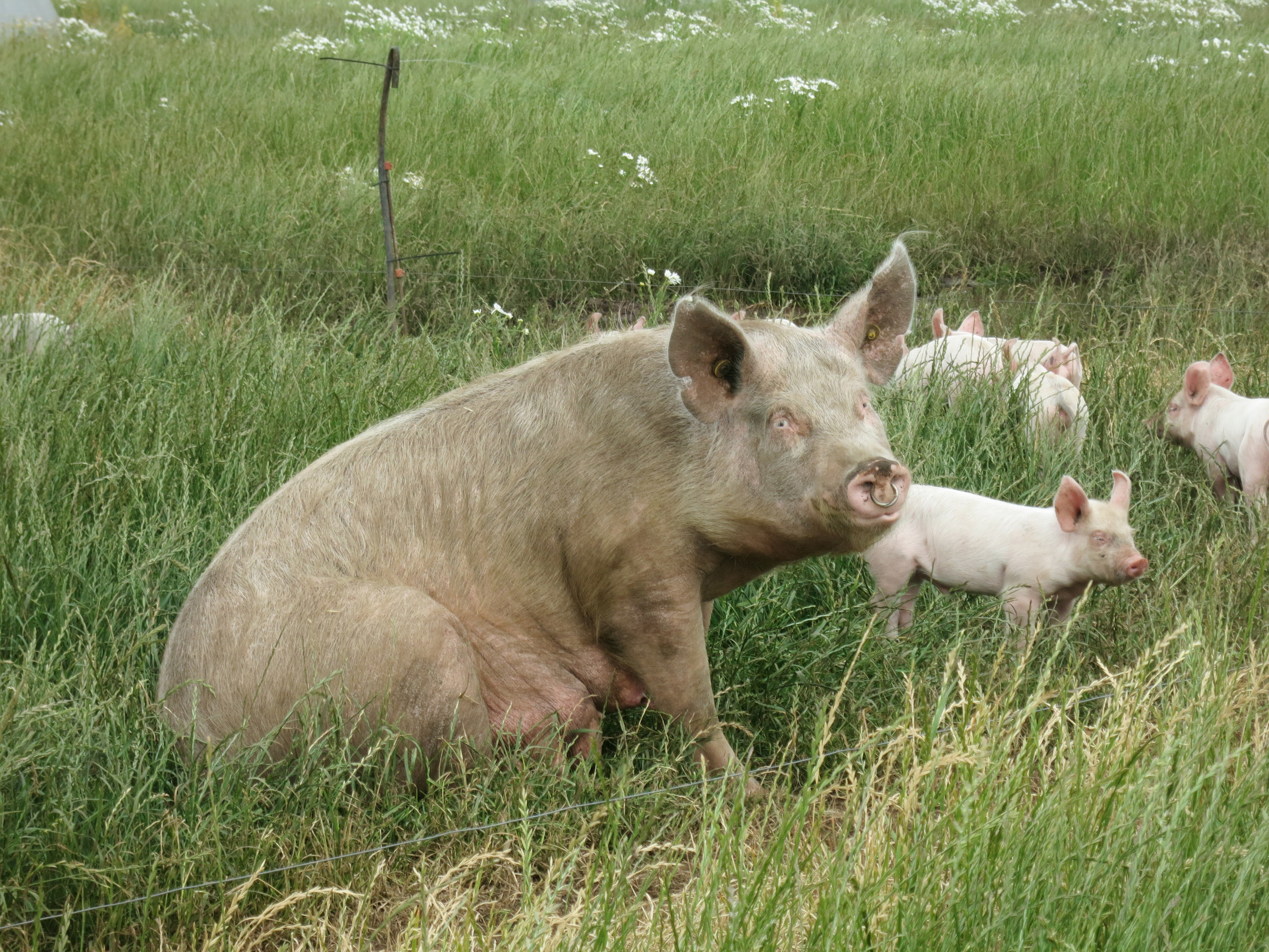 Møder skal give flere grise til Friland - Danish Crown