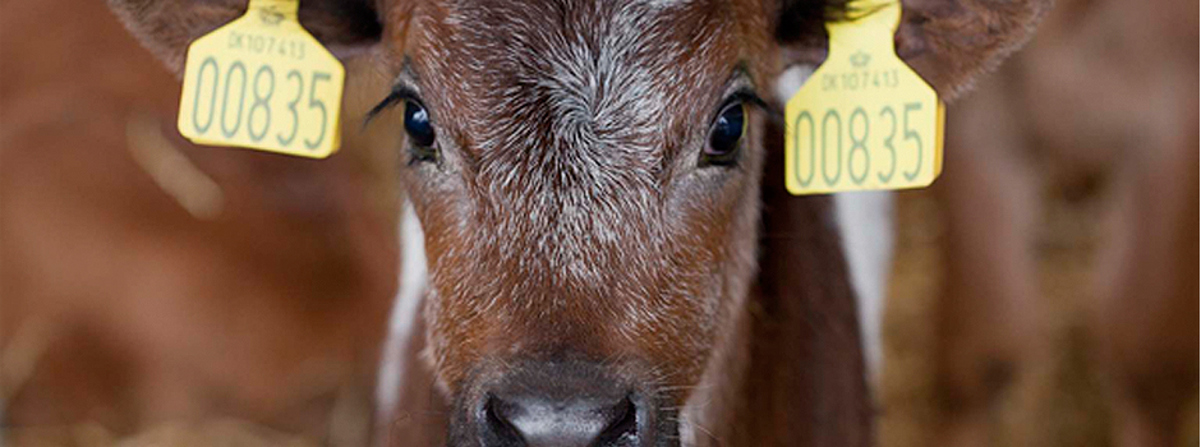 Dansk Kalv holder niveauet - Danish Crown