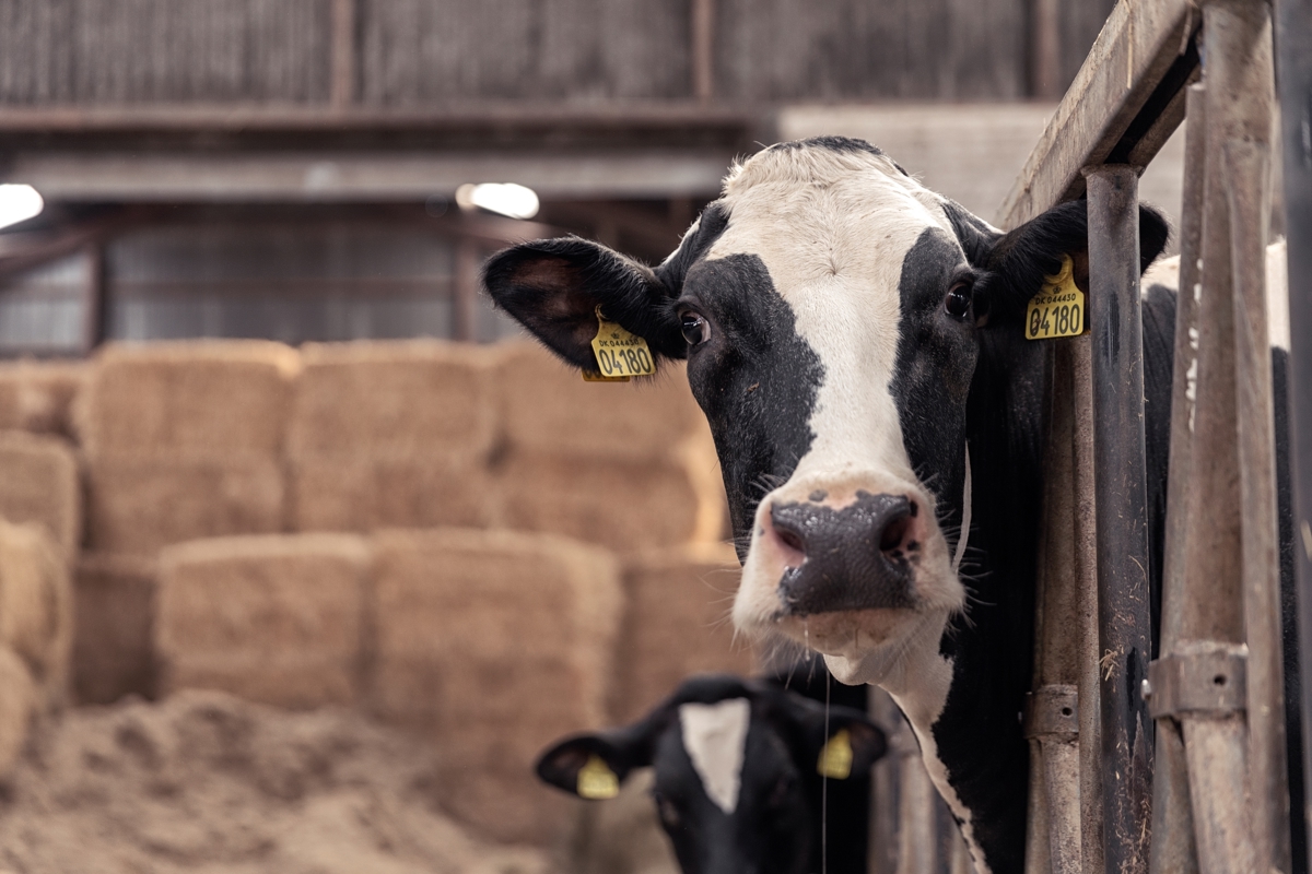 Ubalance i markedet giver udfordringer - Danish Crown