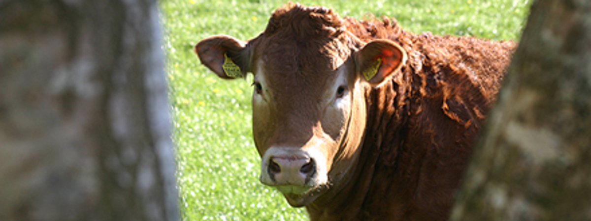 DC forventer bedre afsætning for okse- og kalvekød og tager derfor ...