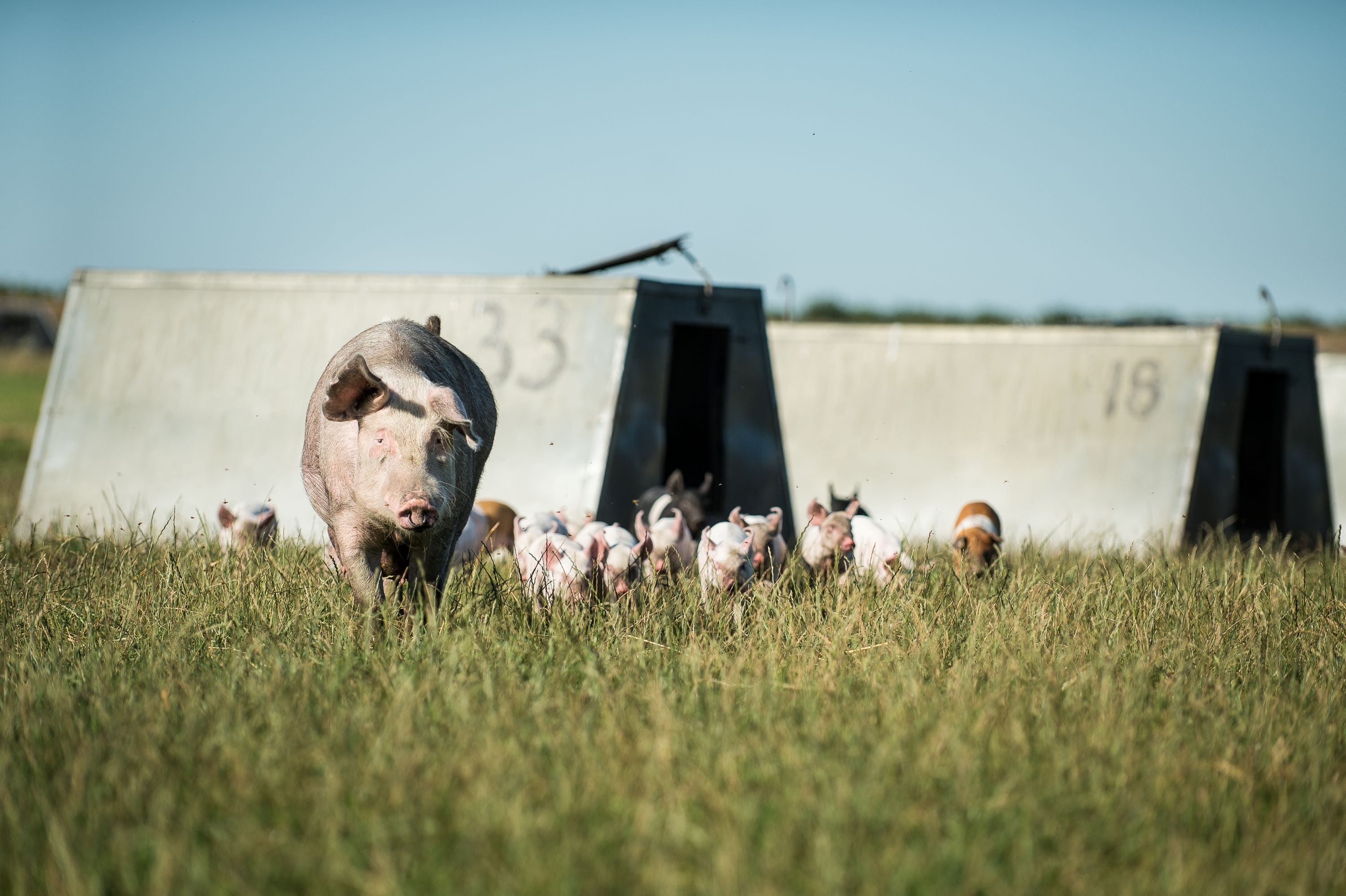 Friland approaching one billion-kroner revenue - Danish Crown